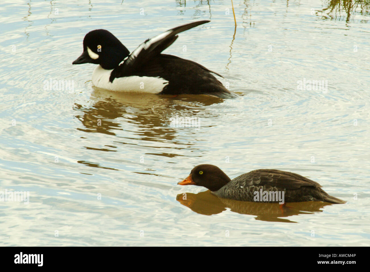 Barrow's Goldeneye Duck breeding pair, Lamar River Valley, Yellowstone ...