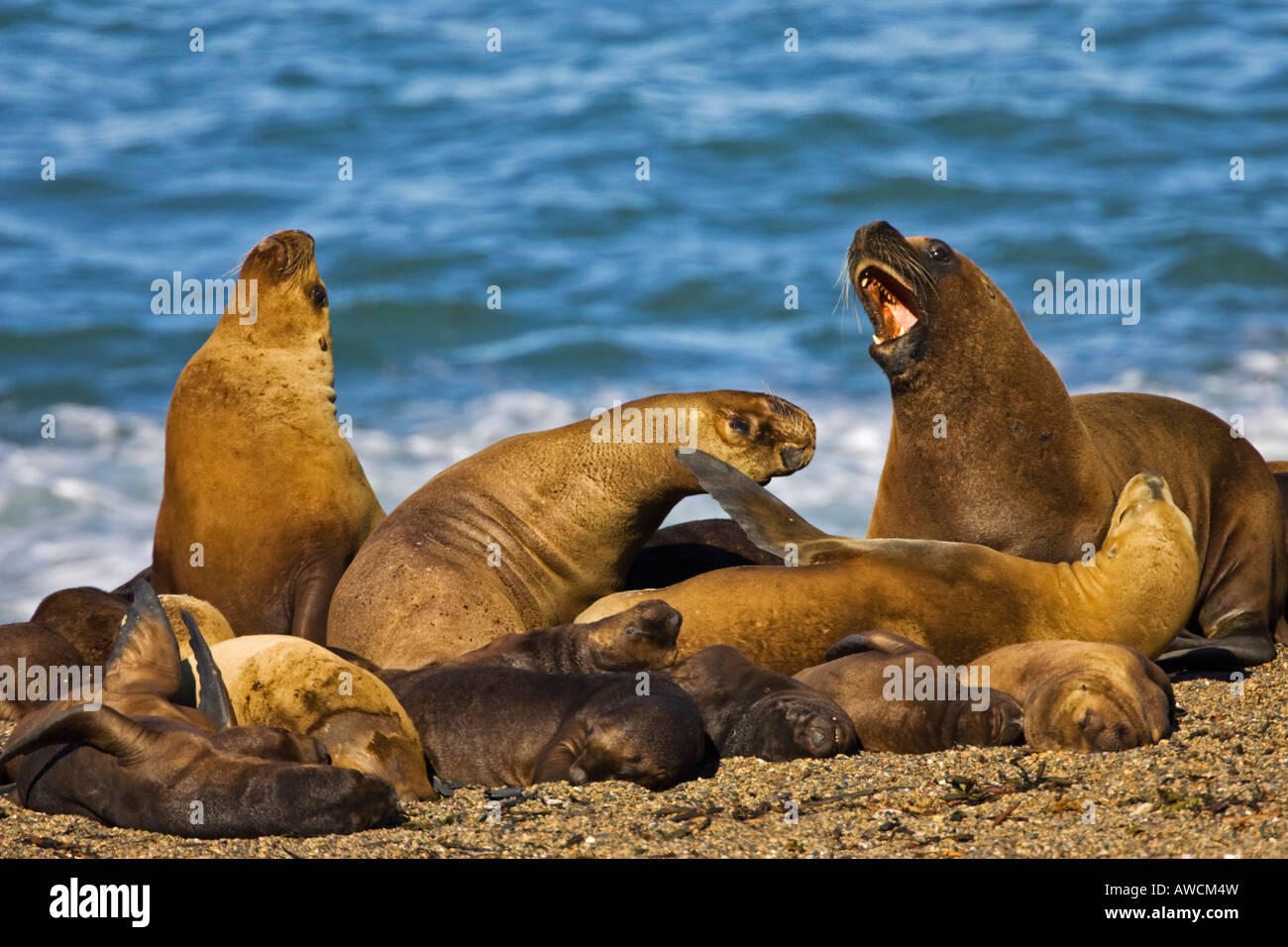 Southern Sea Lion colony (Otaria flavescens), peninsula Valdes ...