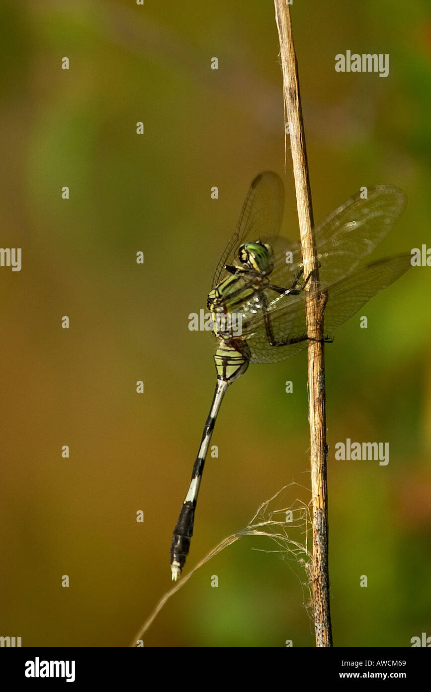 Sitting insects hi-res stock photography and images - Alamy
