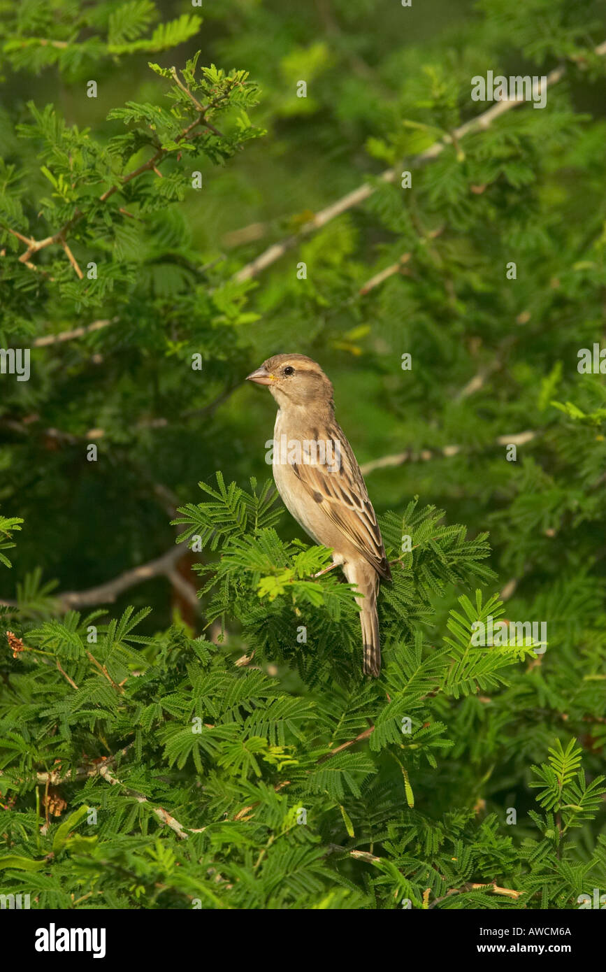 Birds sitting on jaipur hi-res stock photography and images - Alamy