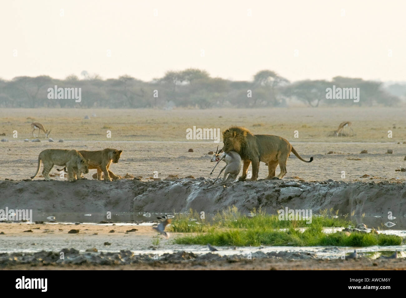 Hunting Lion (Panthera leo) with with cups and a killed springbok ...