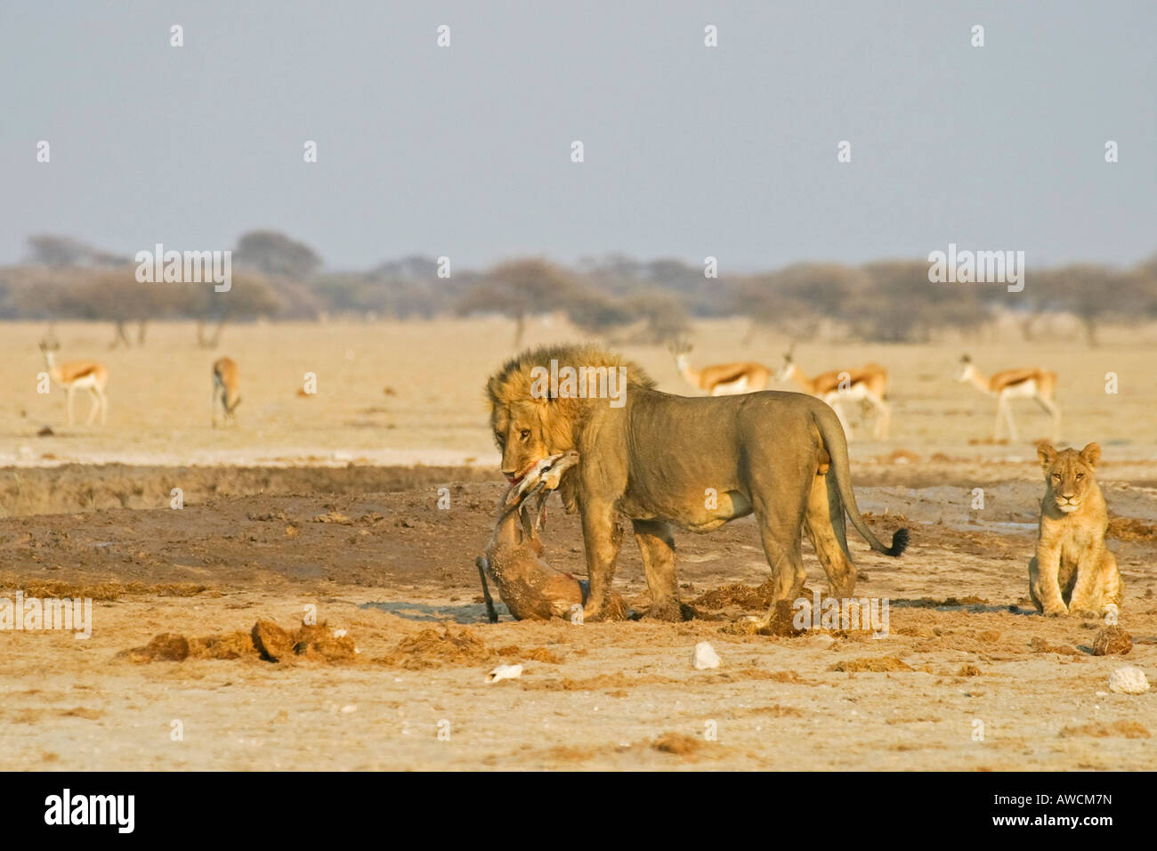 The springbok and the impala hi-res stock photography and images - Alamy