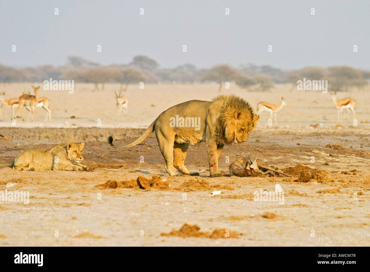 Springbok blood hi-res stock photography and images - Alamy