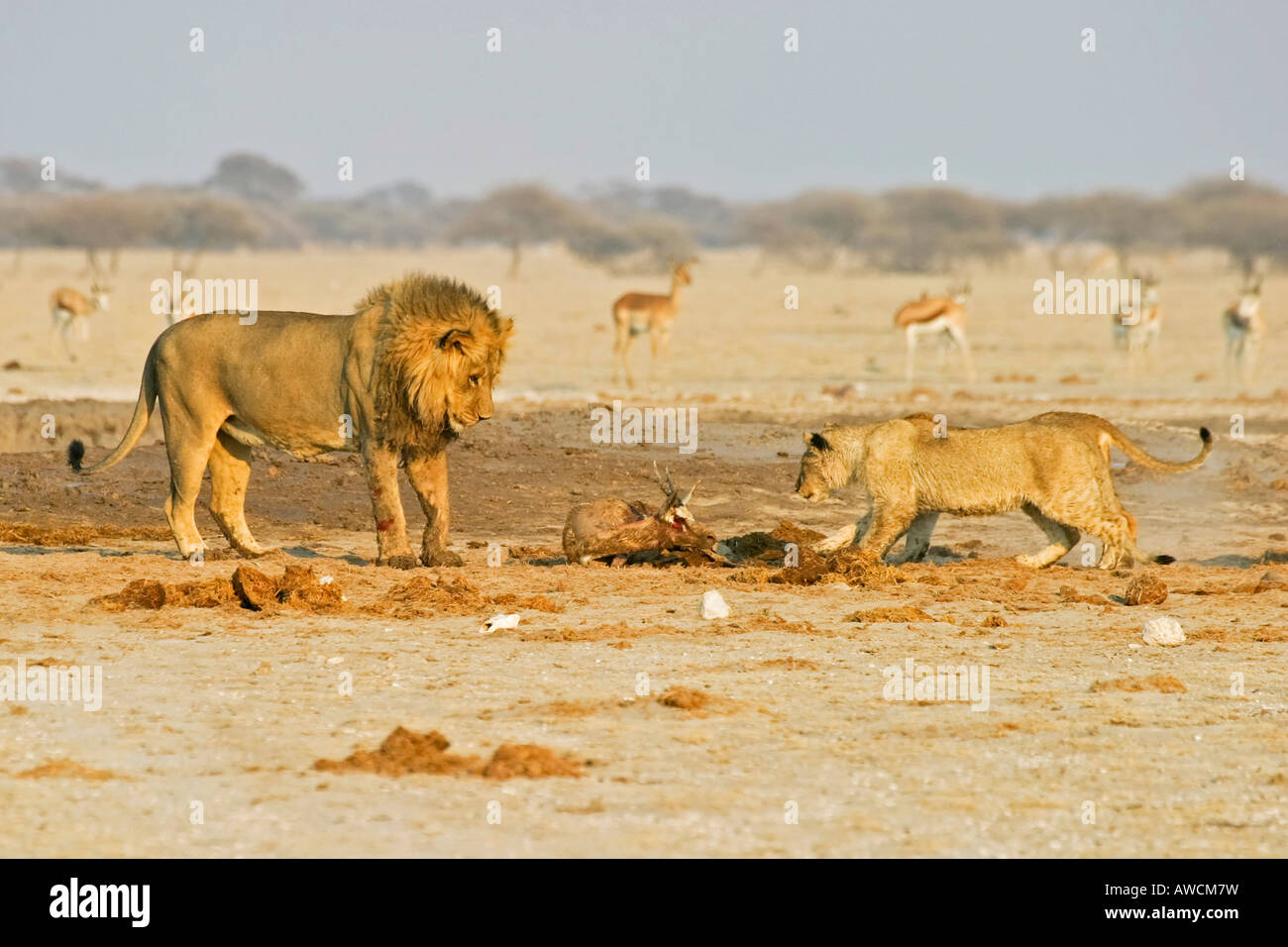 Lion (Panthera leo) with cubs and a captured springbok (Antidorcas ...