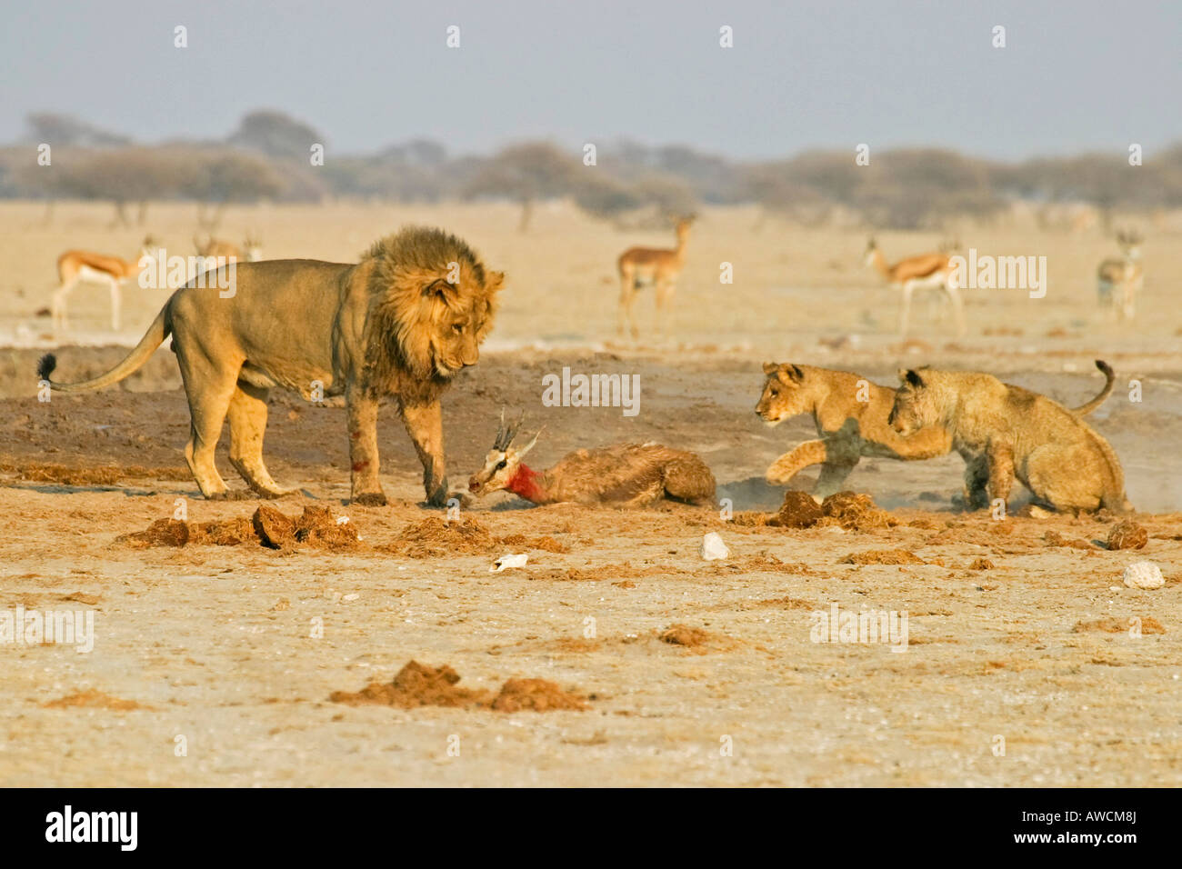 Lion (Panthera leo) with cubs and a captured springbok (Antidorcas ...