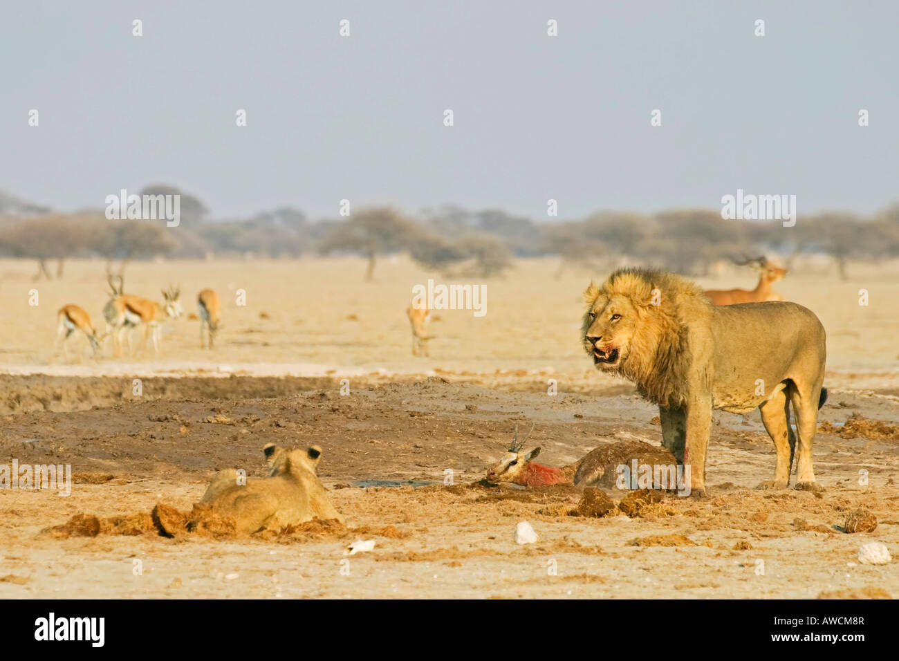 Lion (Panthera leo) with cubs and a captured springbok (Antidorcas ...