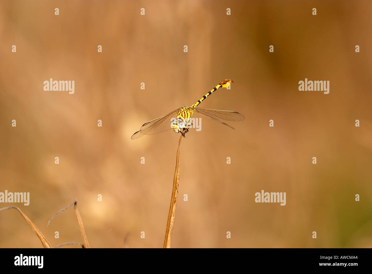 Insect rajasthan hi-res stock photography and images - Alamy