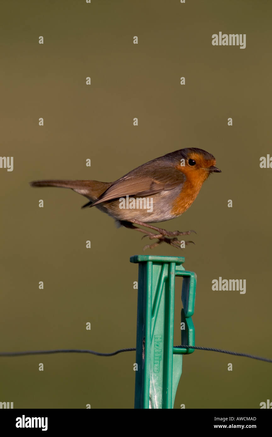 Robin Erithacus rubecula jumping on electric fence post Cornwall autumn ...
