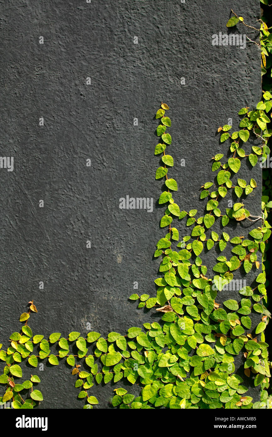 Wall creepers hi-res stock photography and images - Alamy