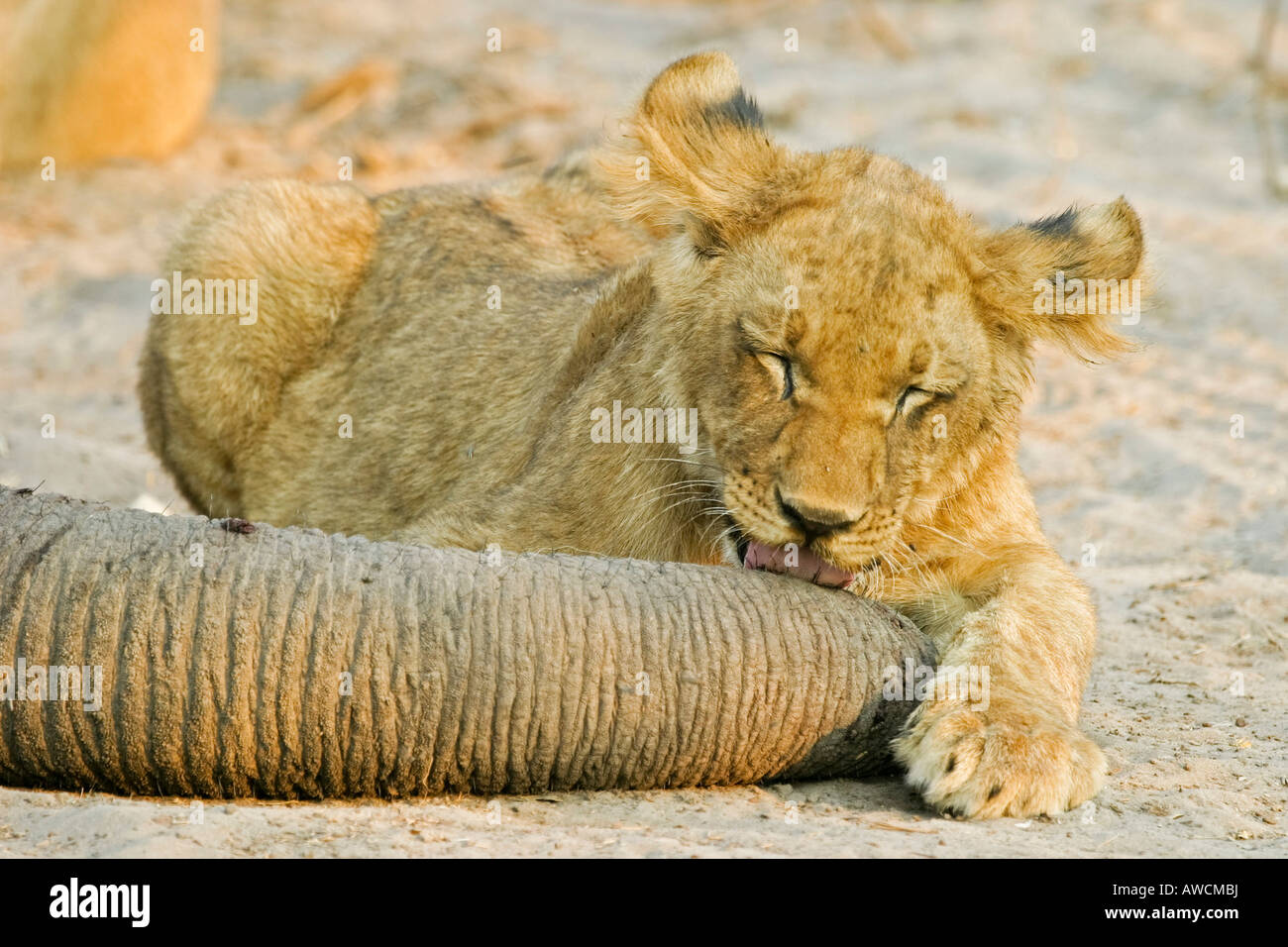 Lion cup (Panthera leo) is licking the trunk from a captured elephant ...