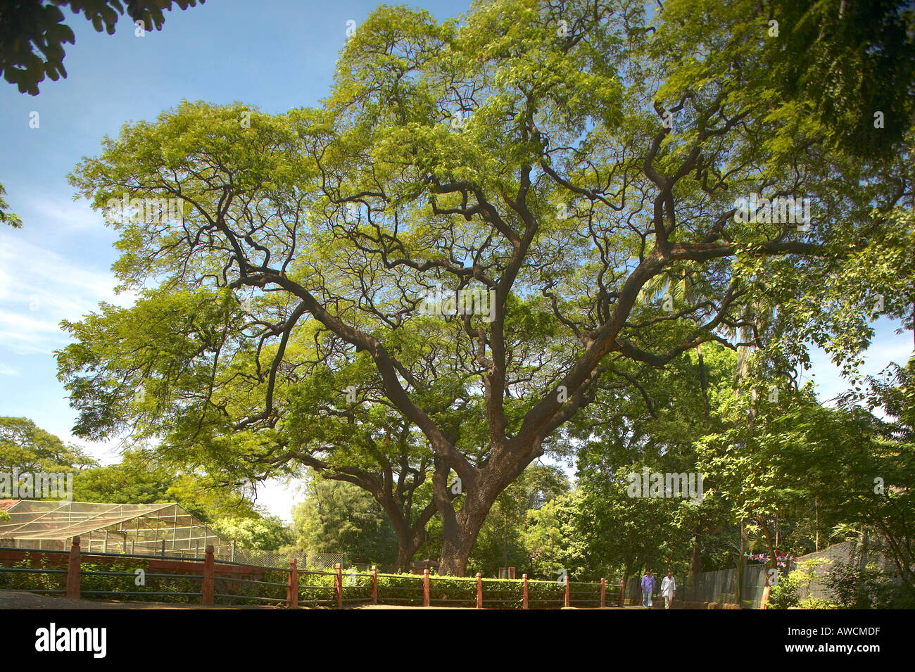 Big huge Rain Tree Bombay Mumbai Maharashtra India Stock Photo - Alamy