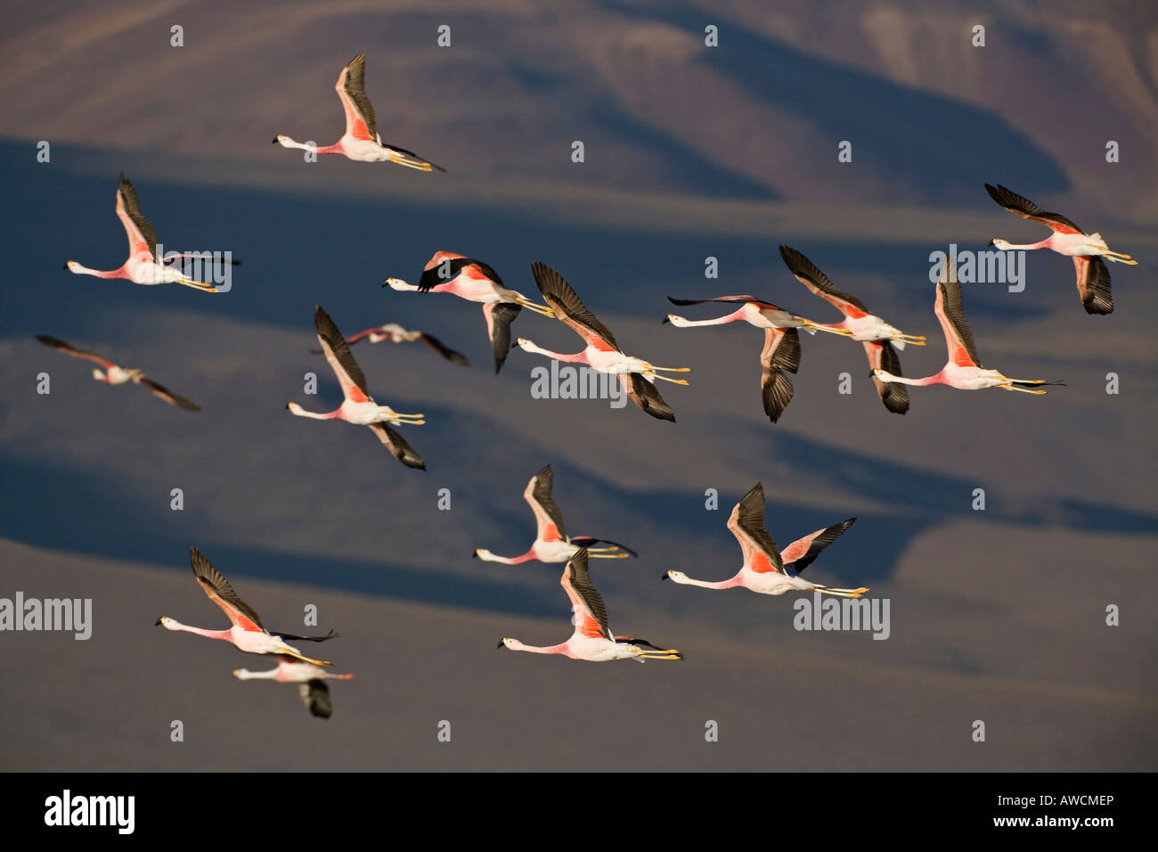 Flying flamingo formation (Phoenicoparrus) at lagoon Laguna Colorada ...