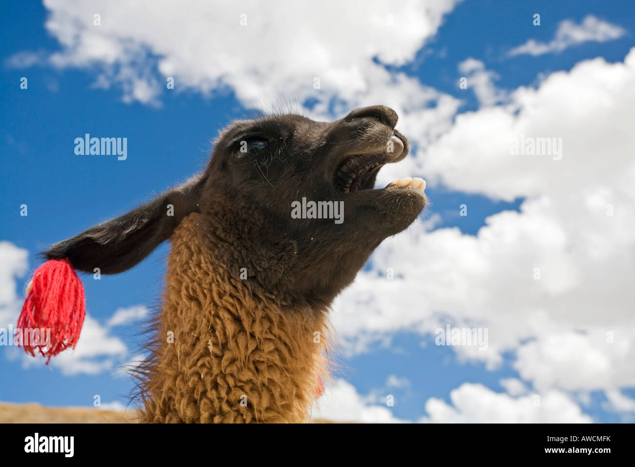 Oeffnen open mouth hi-res stock photography and images - Alamy
