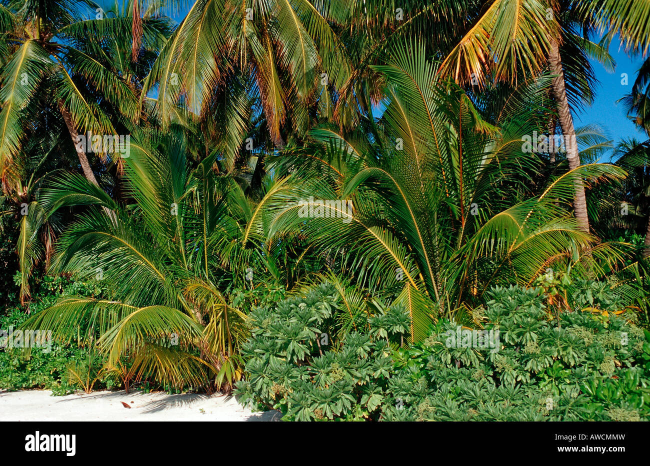 Palm Trees on Maledivian Island Maldives Indian Ocean Medhufushi Meemu ...