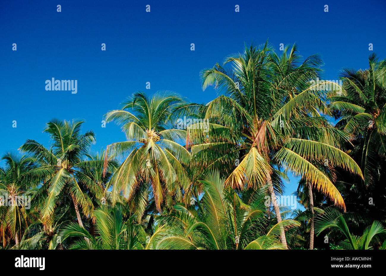 Palm Trees on Maledivian Island Maldives Indian Ocean Medhufushi Meemu ...
