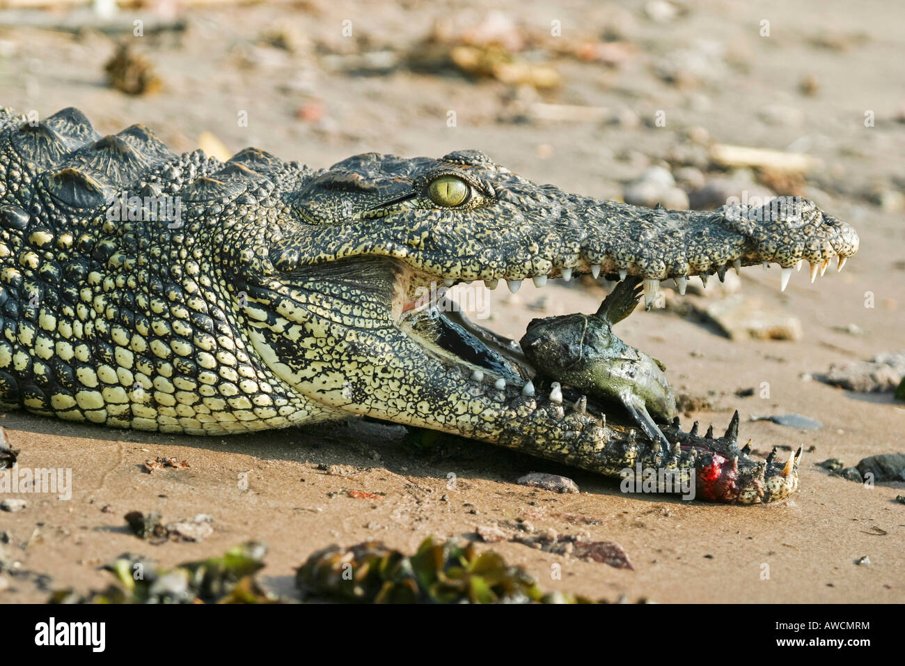 Nile Crocodile Crocodylus Niloticus Chobe National Park