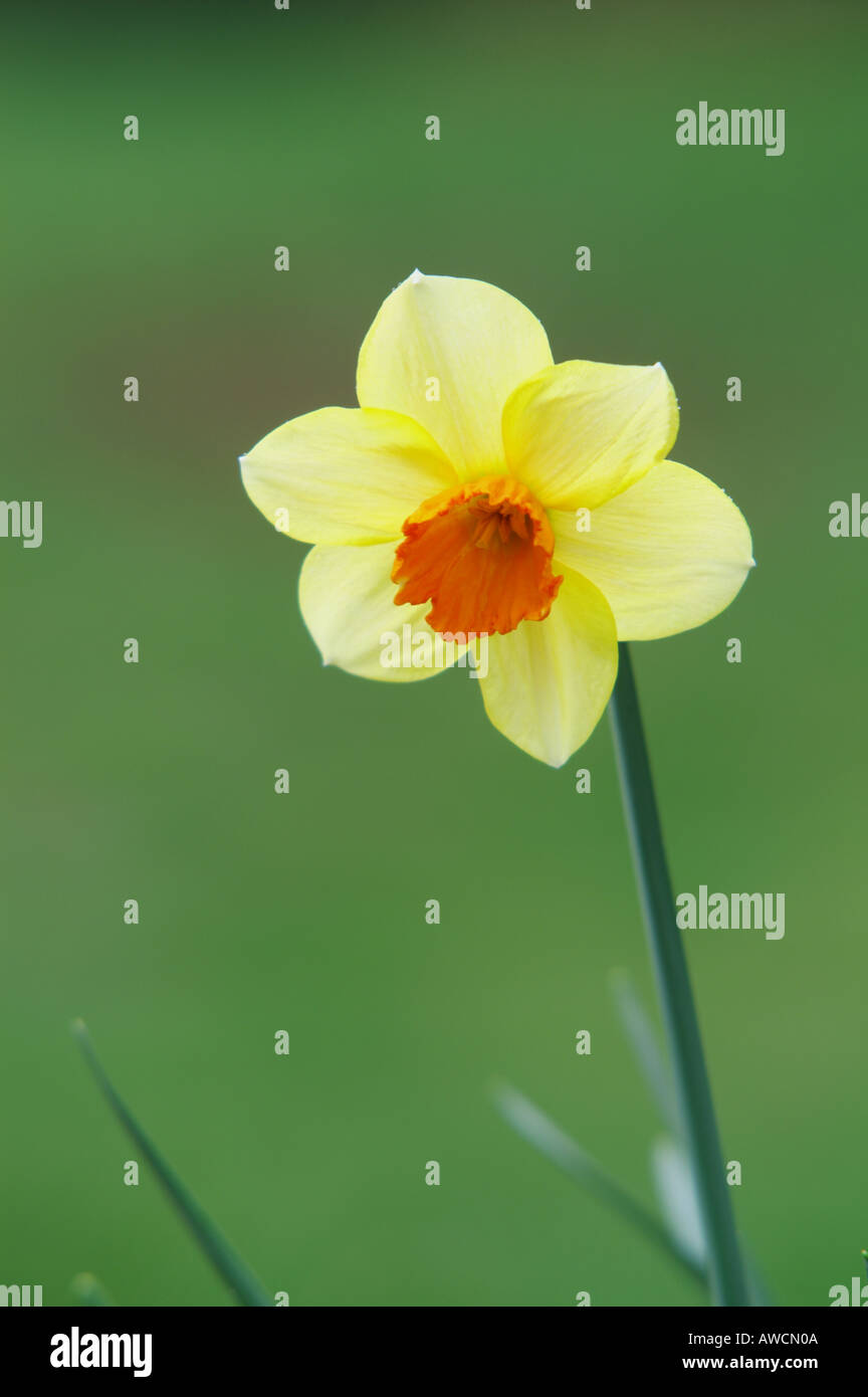 Single daffodil flower Narcissus Spring Cornwall 2005 Stock Photo - Alamy