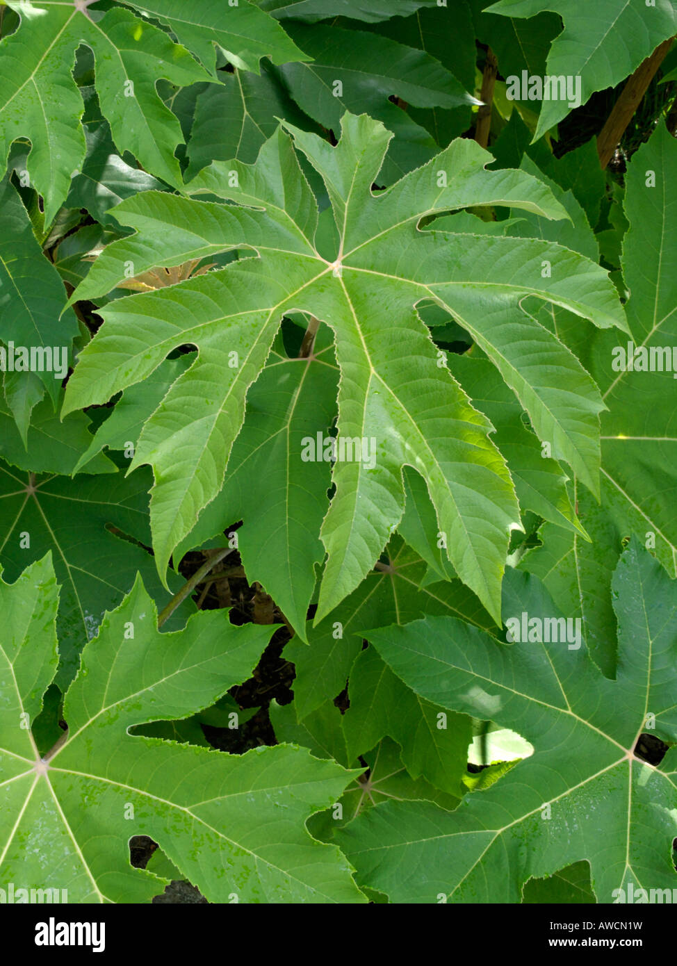 Rice paper tree (Tetrapanax papyrifer Stock Photo - Alamy
