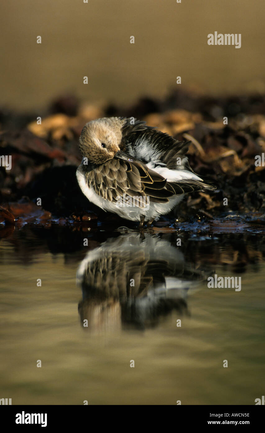 Preening wader hi-res stock photography and images - Alamy