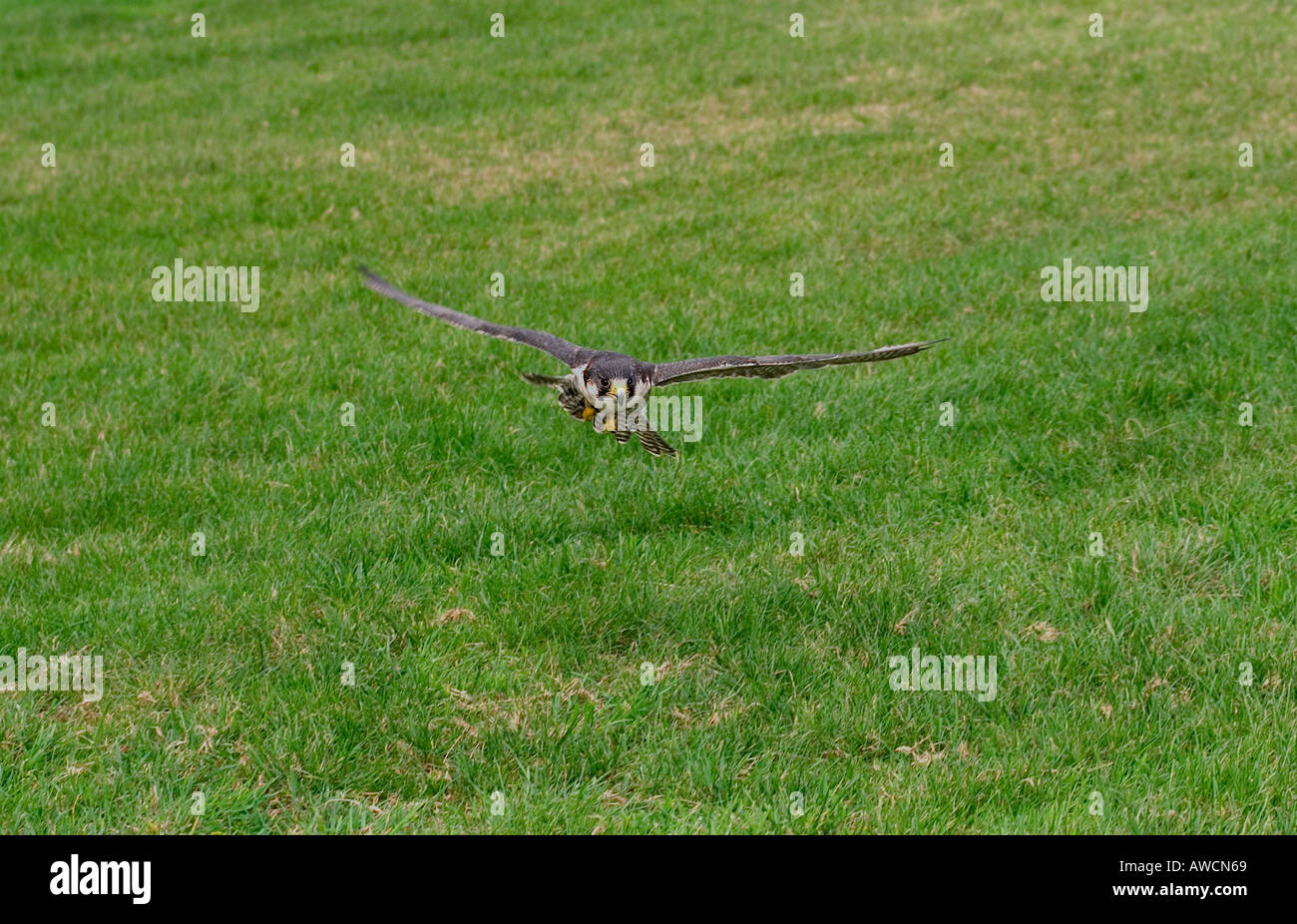 Peregrine falcon flight britain hi-res stock photography and images - Alamy