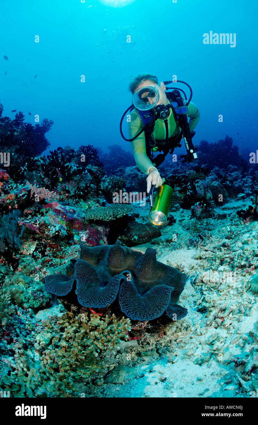 Diver and Giant Clam Tridacna squamosa Maldives Indian Ocean Meemu ...