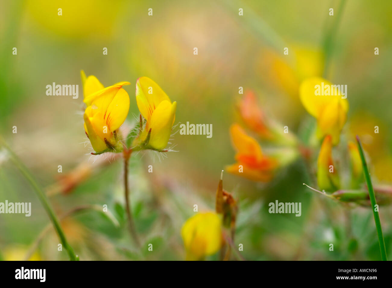 Foot orange hi-res stock photography and images - Alamy