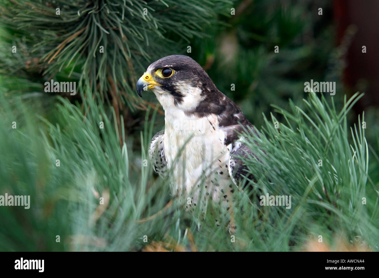 Peregrine falcon autumn uk hi-res stock photography and images - Alamy
