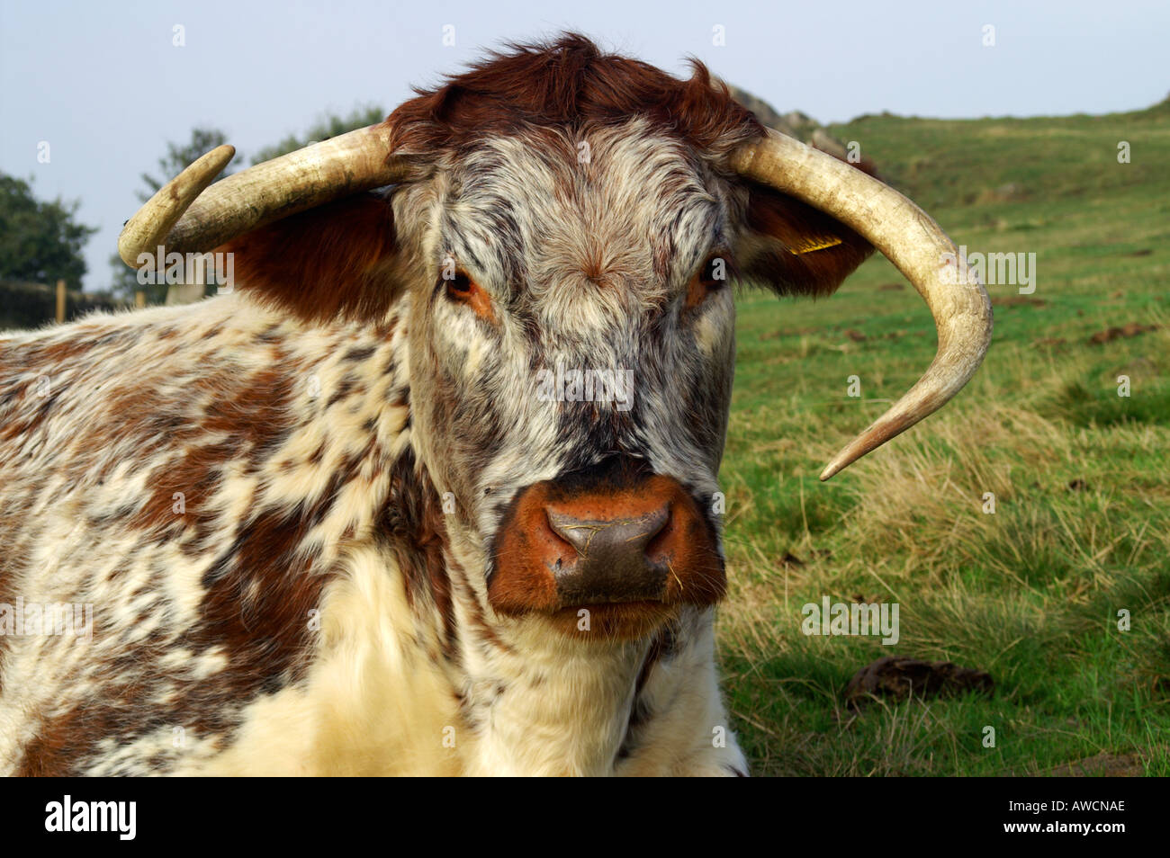 Horned cow uk hi-res stock photography and images - Alamy