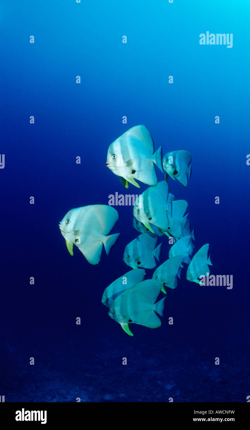 Shoal of Longfin Batfishes Platax Teira Maldives Indian Ocean Meemu ...