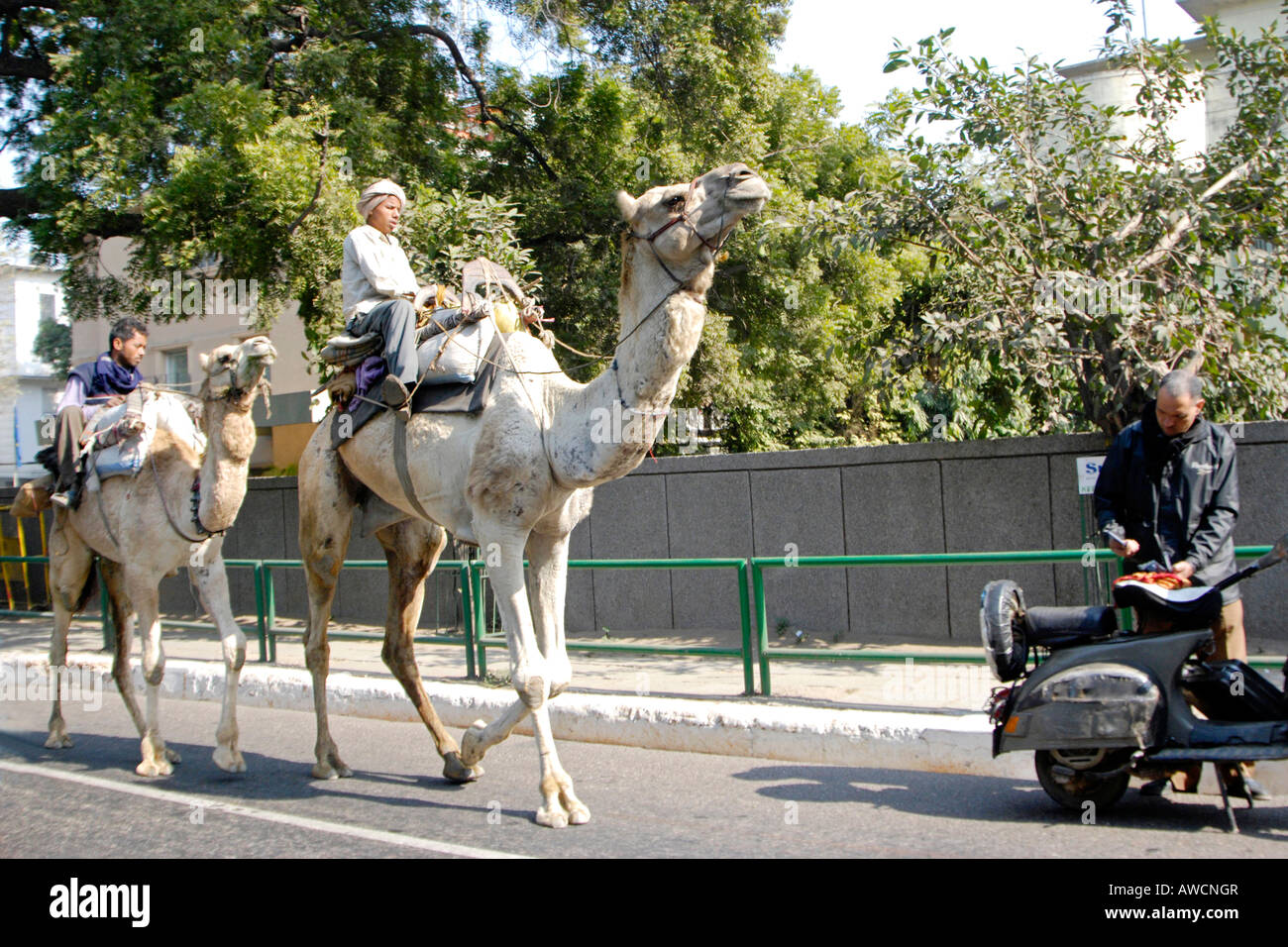 Camel on highway through New Delhi, India Stock Photo - Alamy