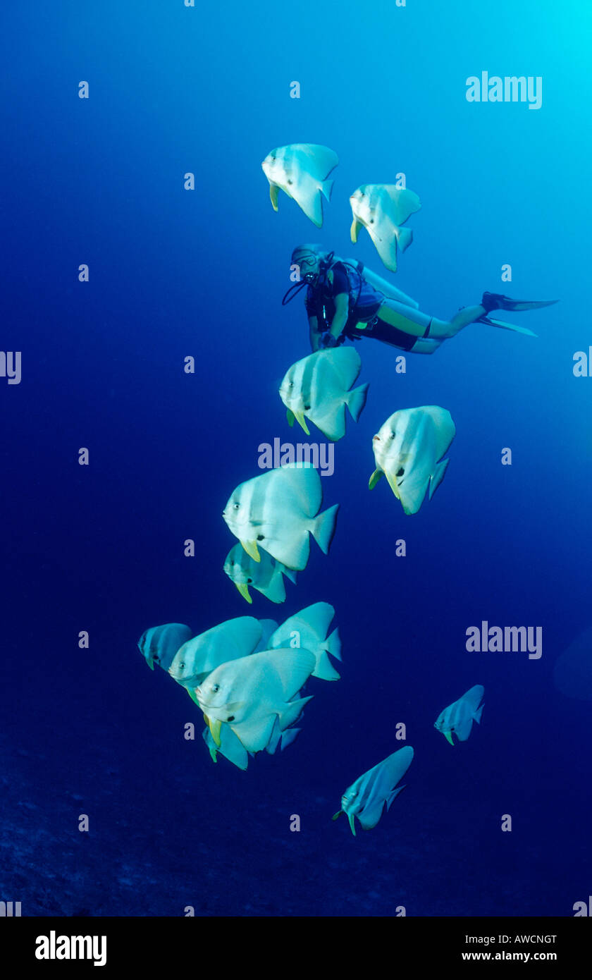 Longfin Batfishes and Diver Platax Teira Maldives Indian Ocean Meemu ...