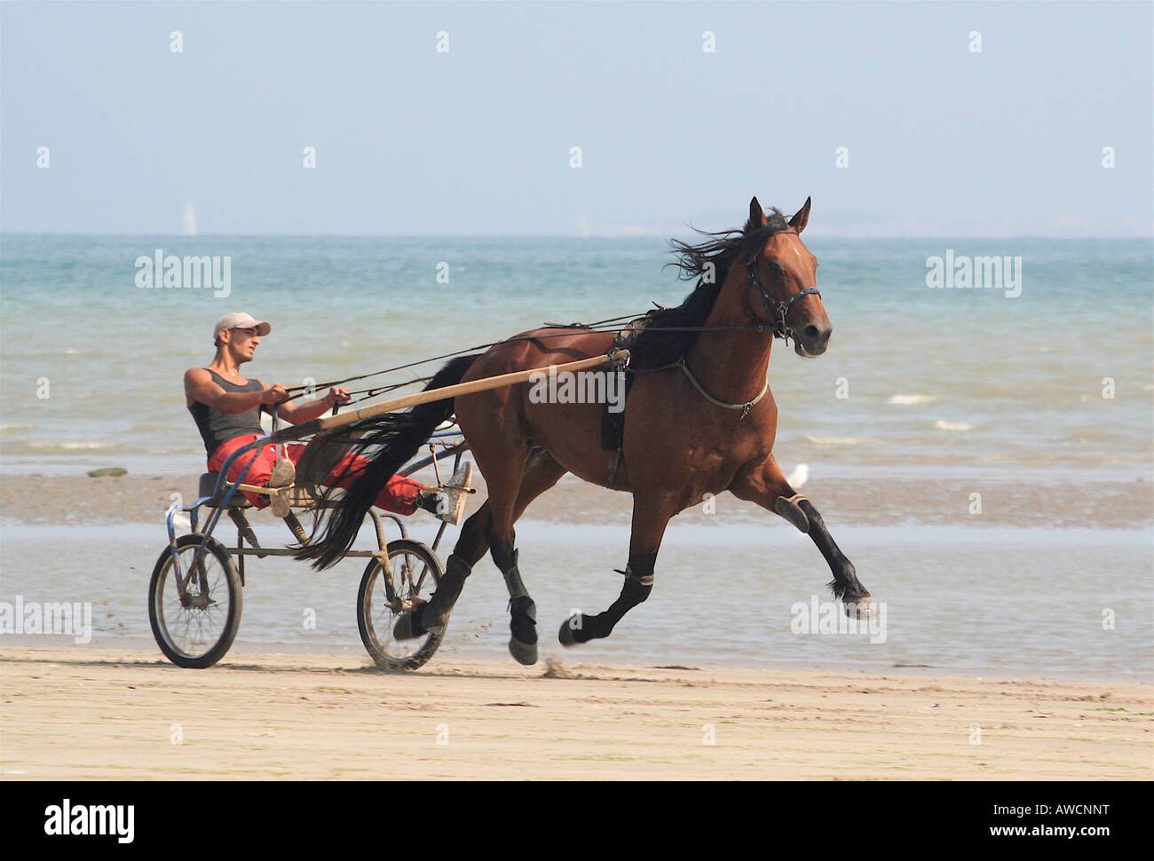 Trotting Horse Training on Utah Beach Normandy France Stock Photo - Alamy