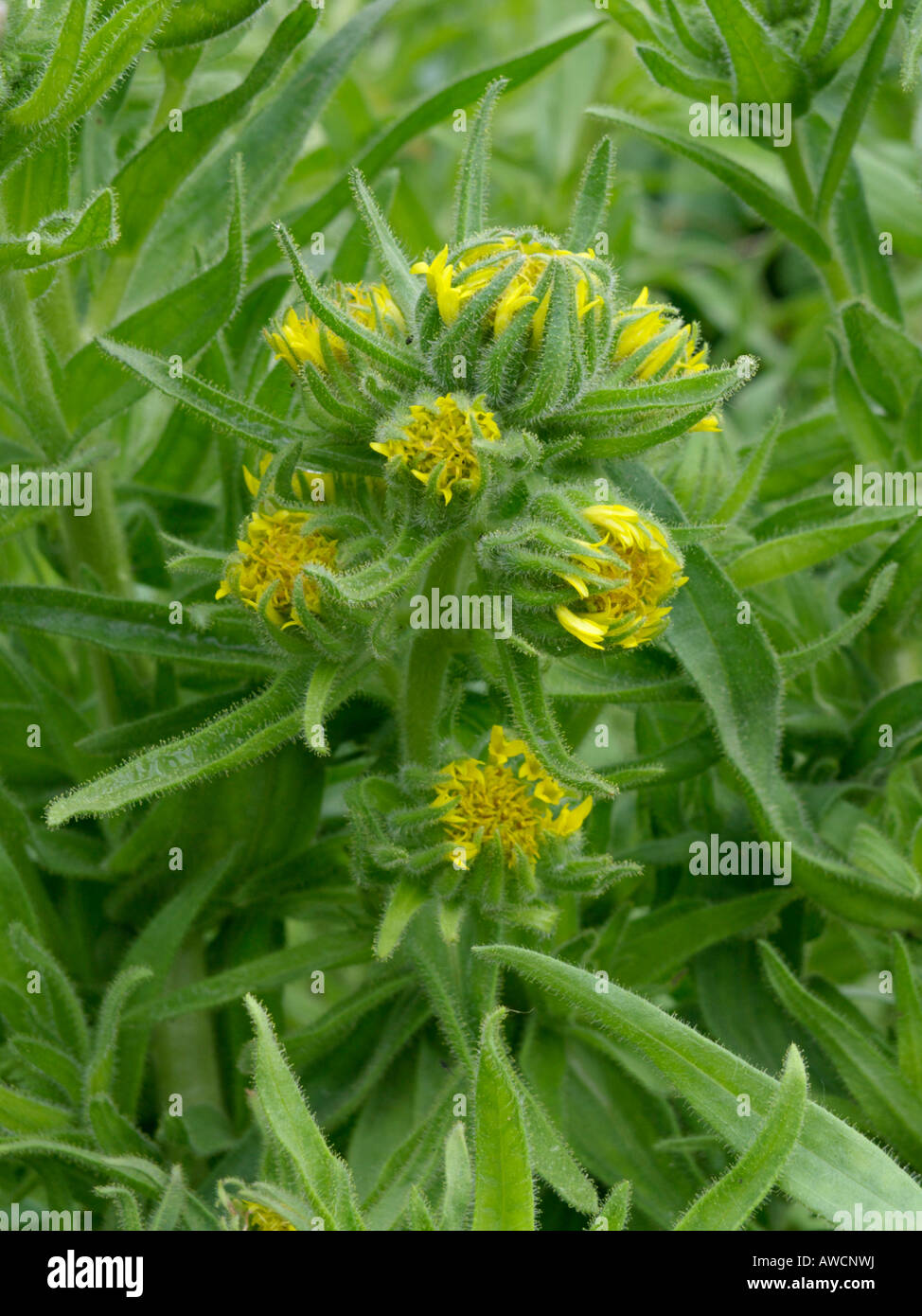 Chilenian tarweed (Madia sativa Stock Photo - Alamy