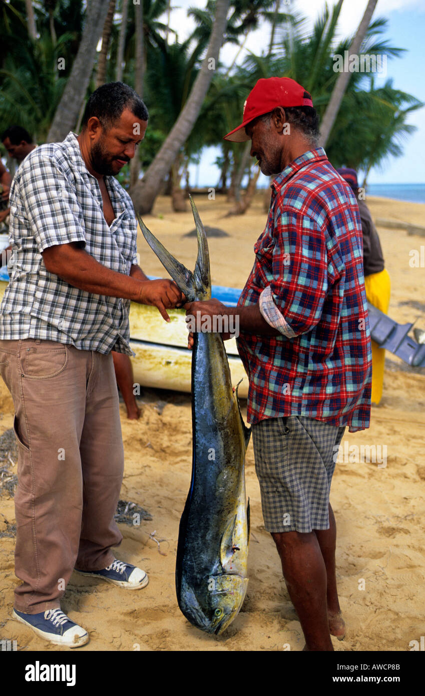 Freshly caught mahi mahi hi-res stock photography and images - Alamy