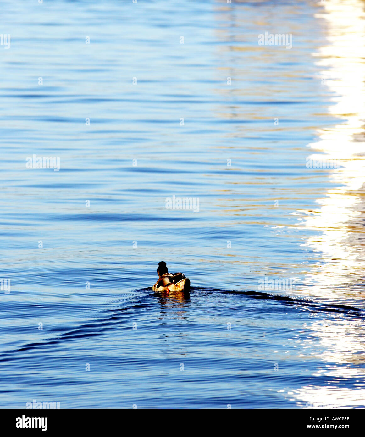 Duck upside down in water hi-res stock photography and images - Alamy