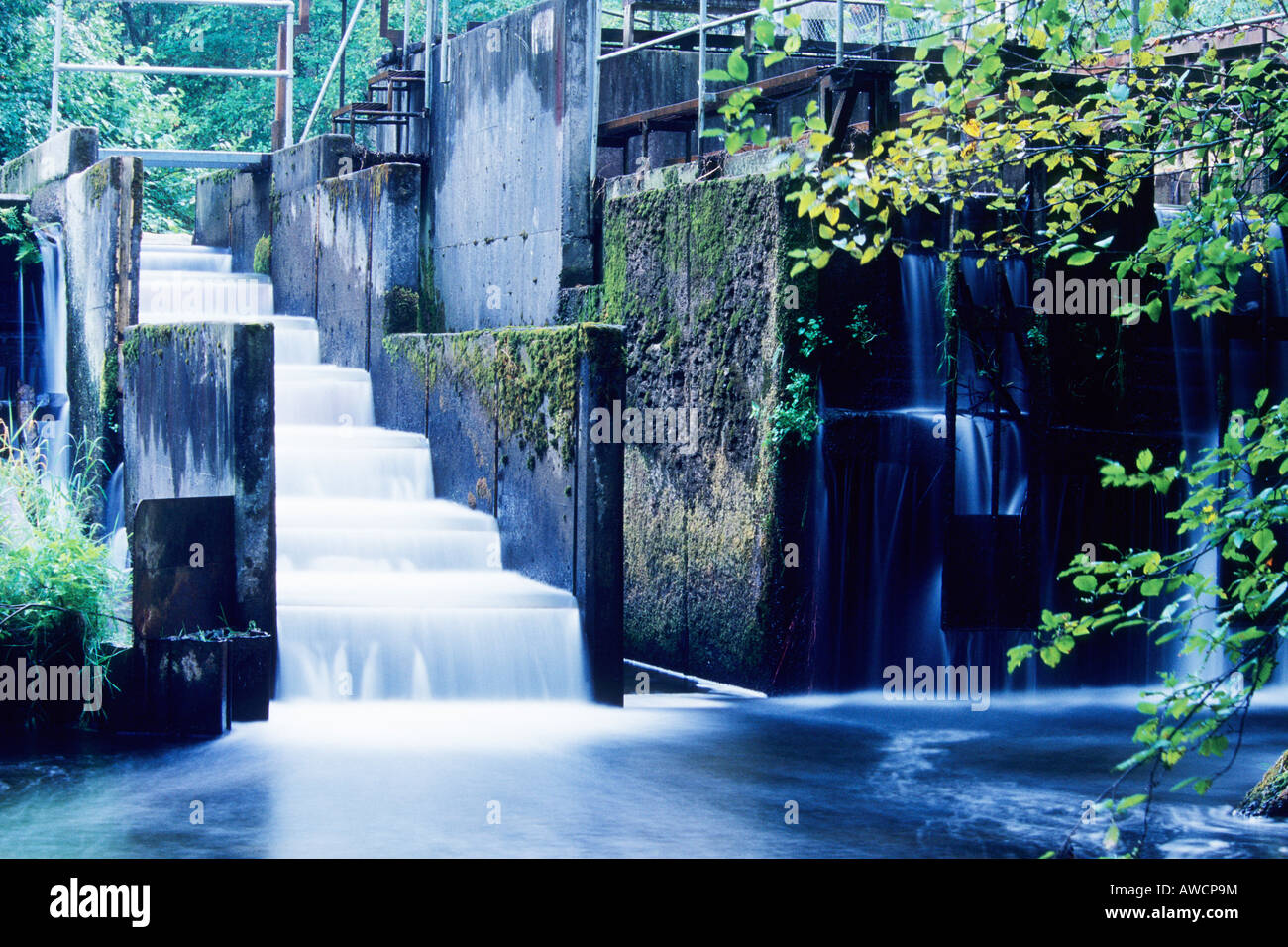 Fish ladder in Issaquah Creek, Washington State Stock Photo - Alamy