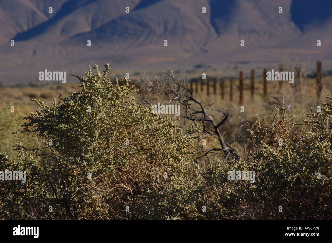 Manzanar Internment Camp Stock Photo - Alamy