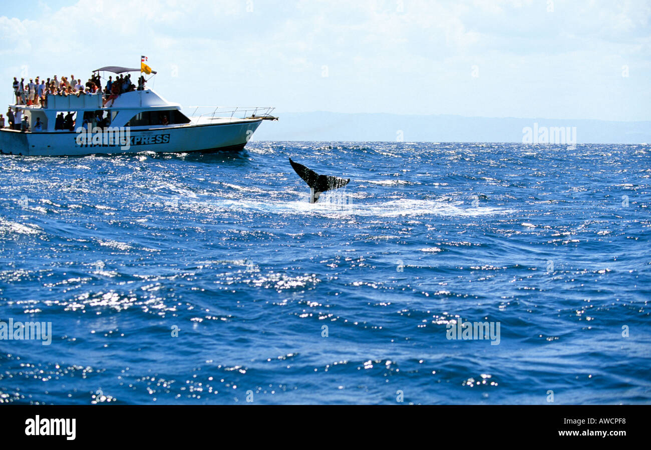 caribbean dominican republic north coast hump back whale watching trip ...