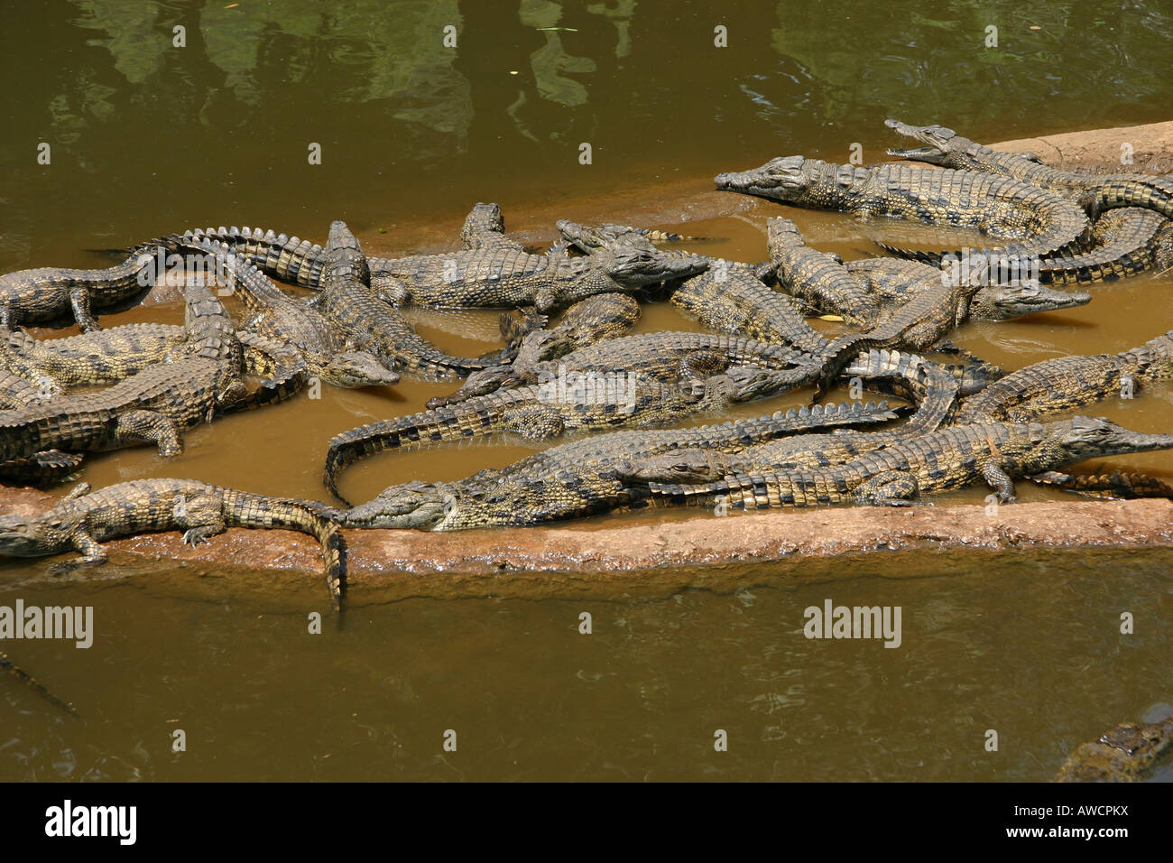 Baby crocodiles hi-res stock photography and images - Alamy