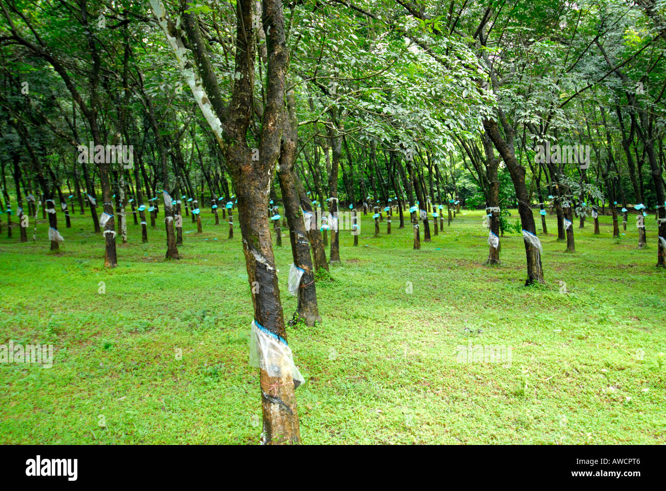 Kerala Rubber Plantations Stock Photos & Kerala Rubber Plantations ...