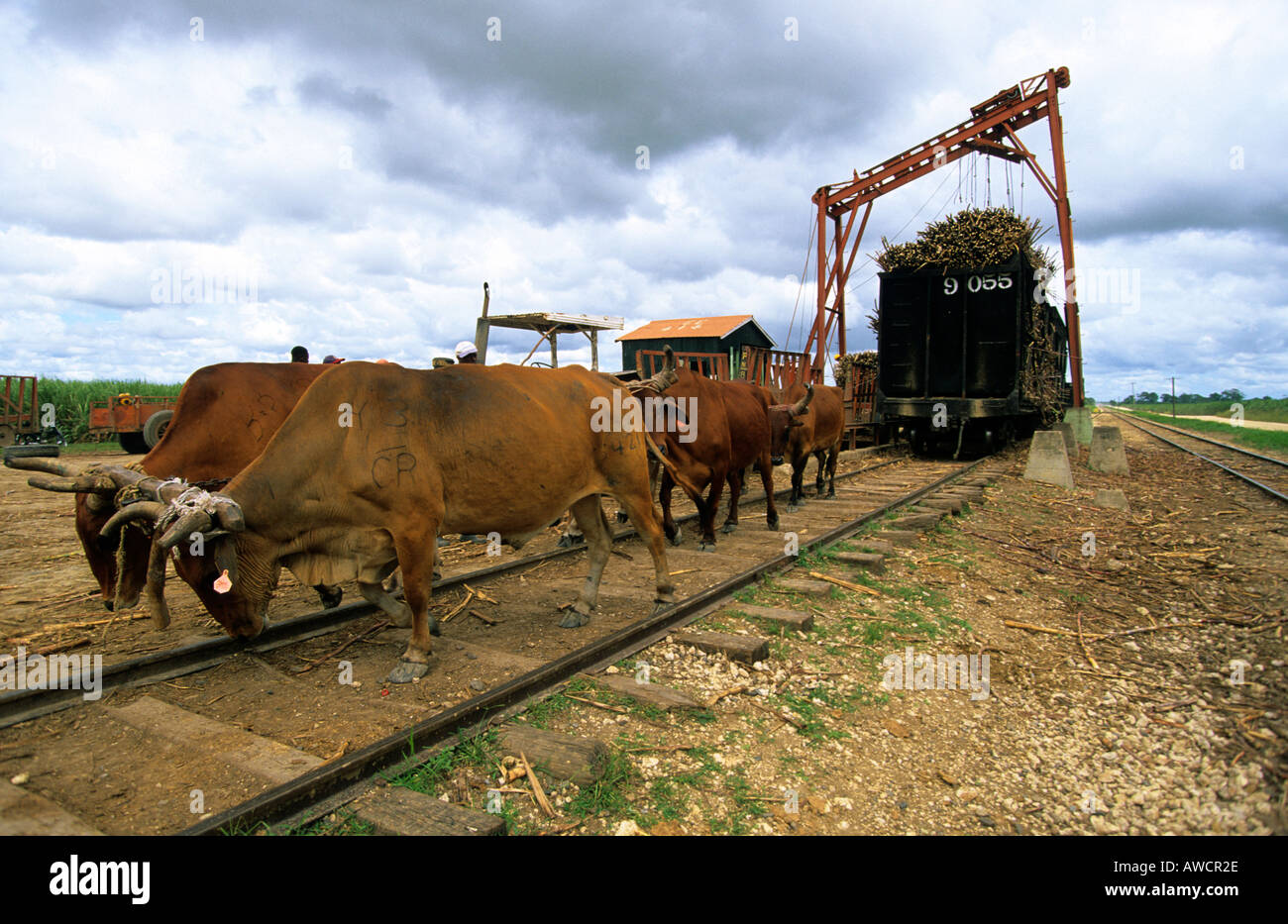 caribbean dominican republic south coast sugar cane production Stock ...