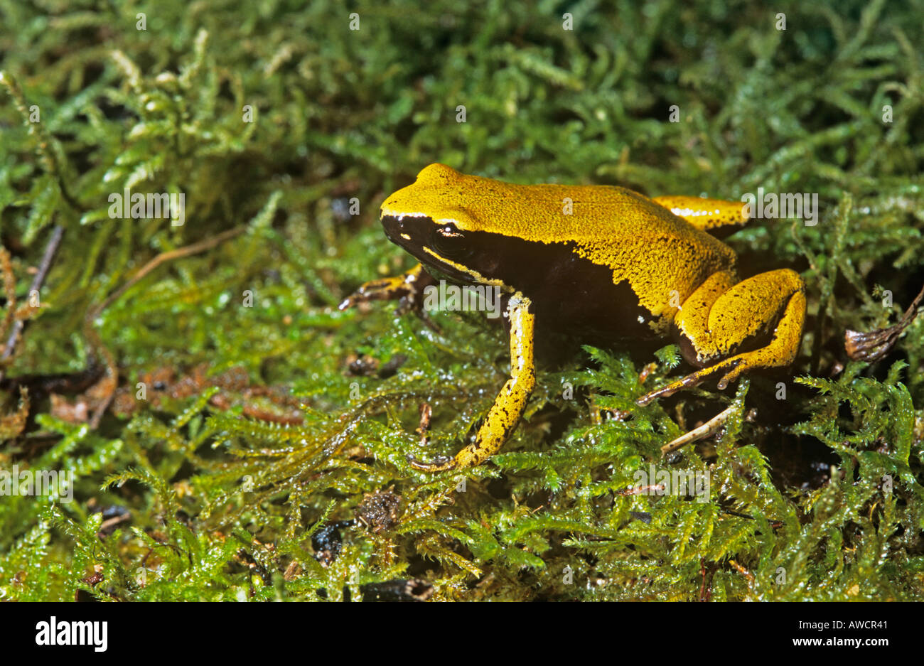 Yellow Mantella frog Madagascar Stock Photo - Alamy