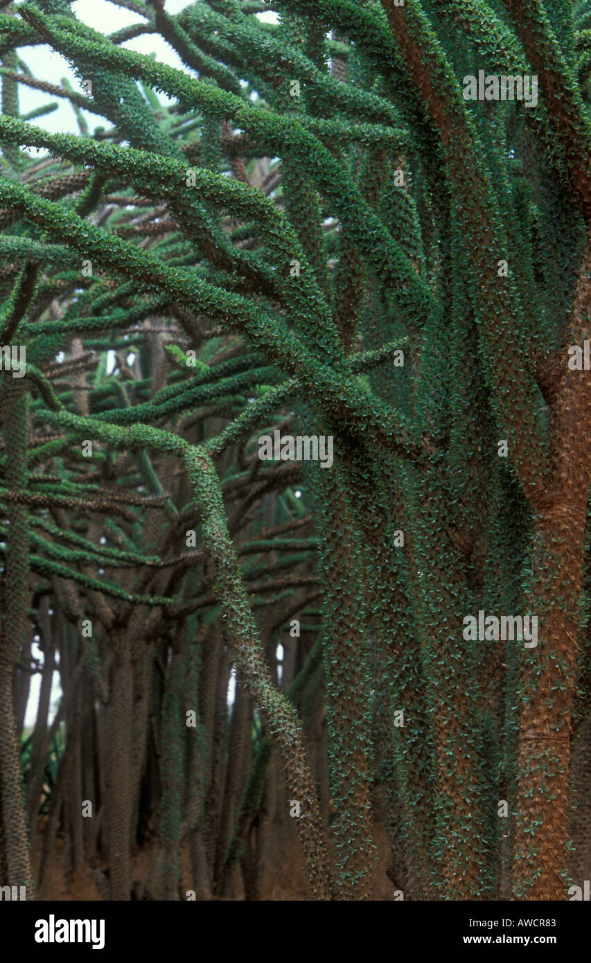Octopus tree madagascar hi-res stock photography and images - Alamy