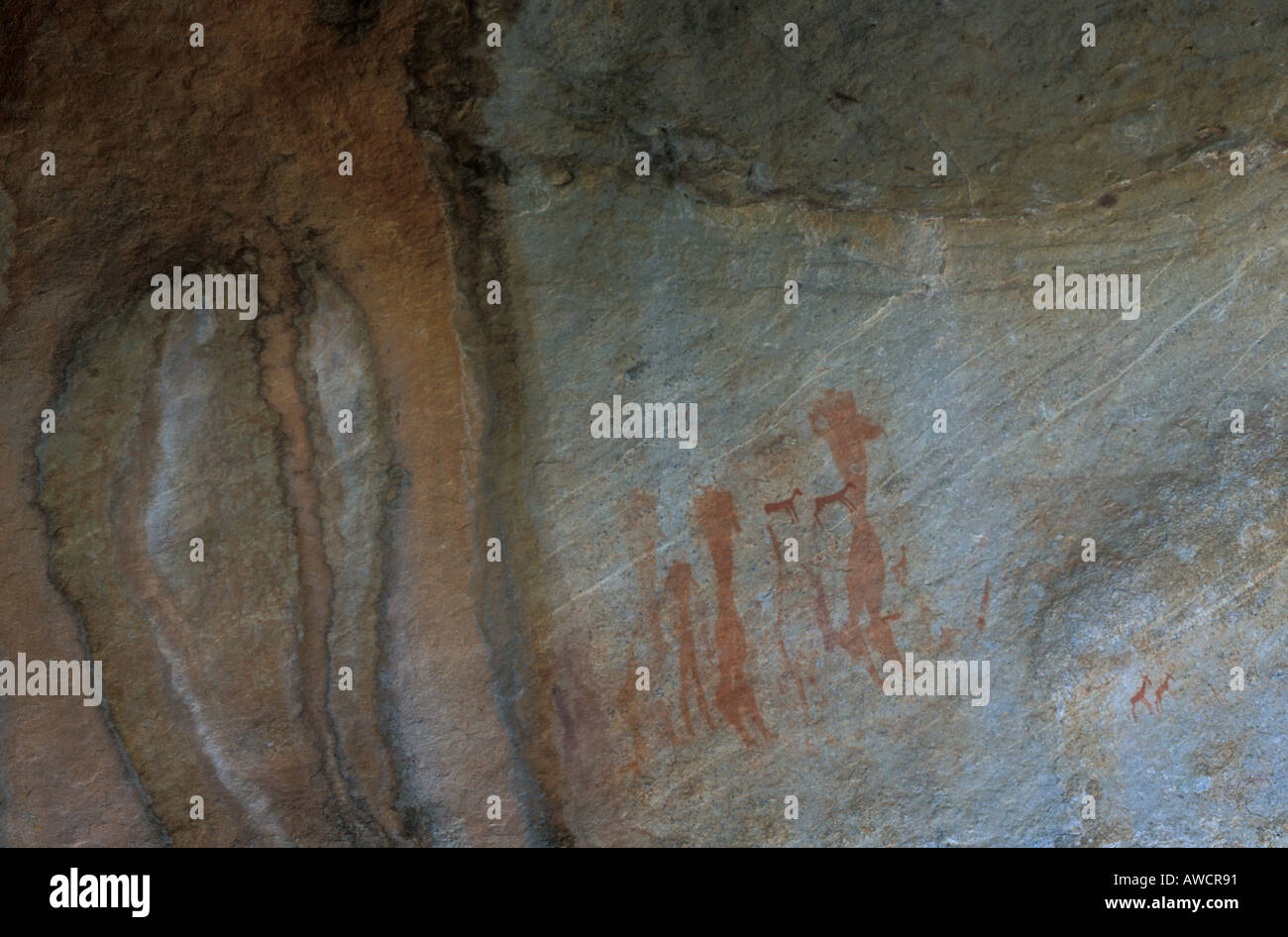 Bushman or San cave paintings Bushmanskloof Western Cape South Africa ...