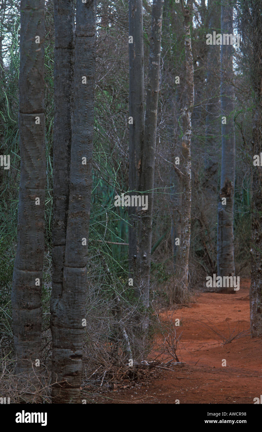 Lemur madagascar spiny forest hi-res stock photography and images - Alamy