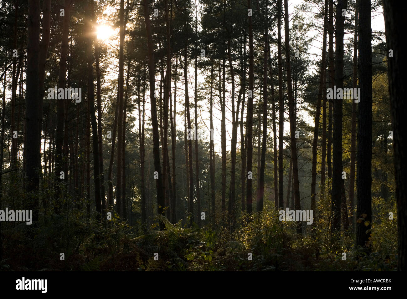 Trees in backlight Stock Photo - Alamy