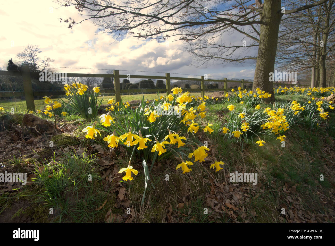 Yellow daffodil wild flowers growing wild in the countryside Stock ...