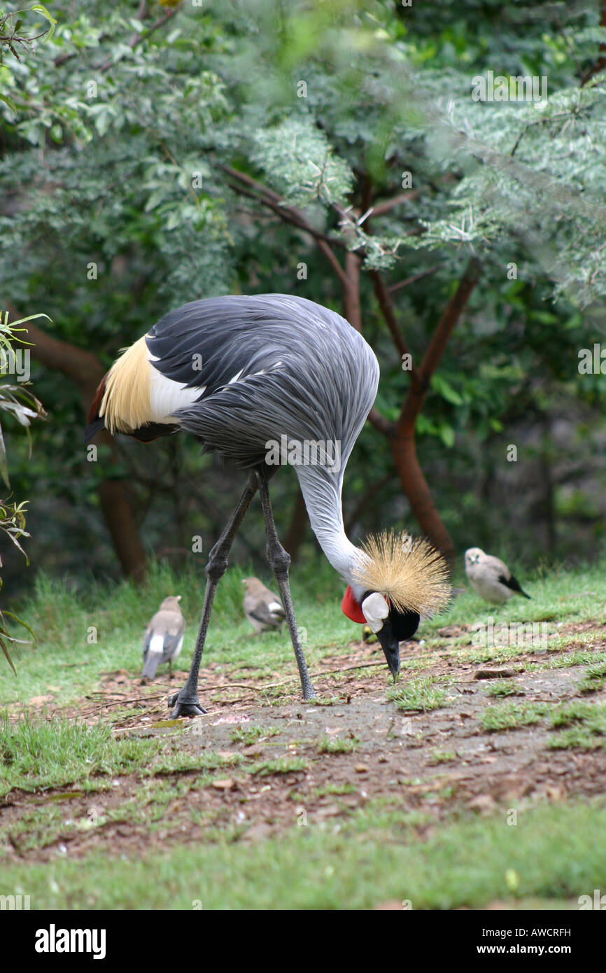 Crowned crane eating Stock Photo - Alamy