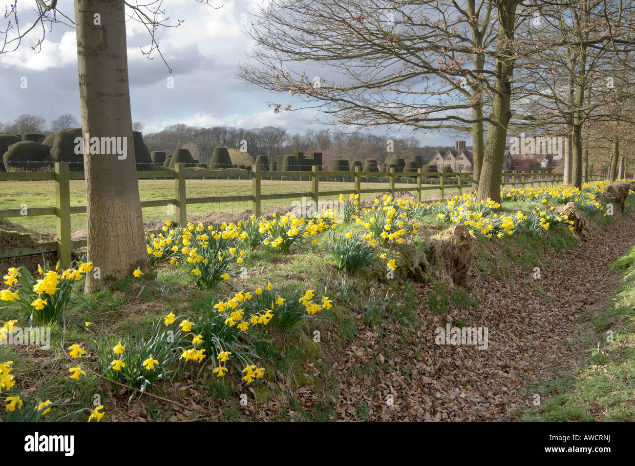 Yellow daffodil wild flowers growing wild in the countryside Stock ...