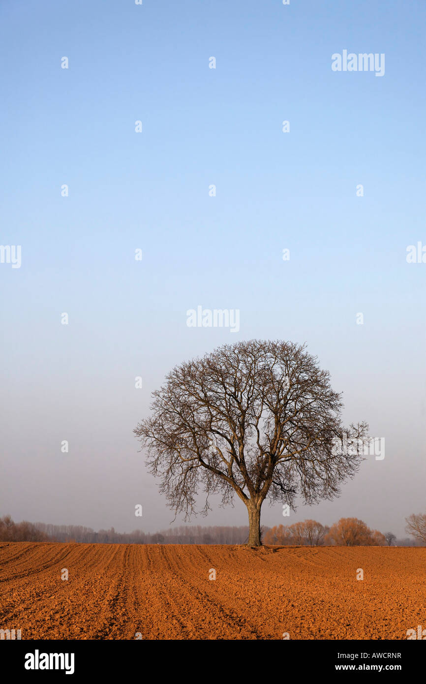 Walnut tree hi-res stock photography and images - Alamy